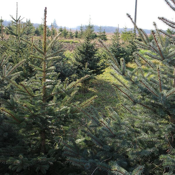 Choosing A Real Christmas Tree — Two Wests & Elliott Ltd