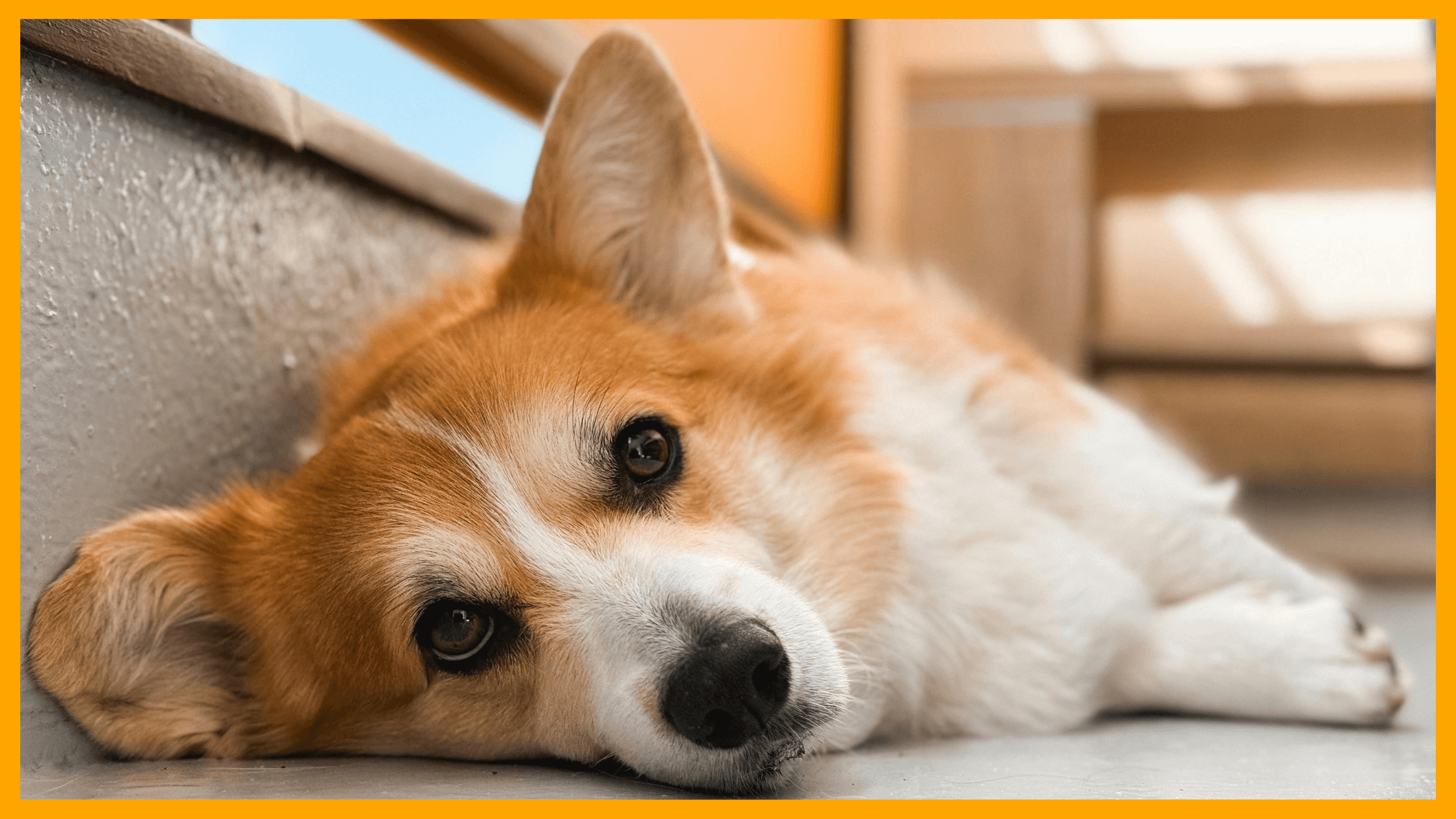 Animal Pain Awareness Month: Spotting the Silent Signs in Your Pet ...