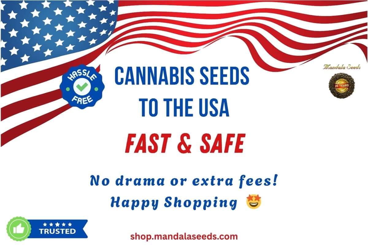 Cannabis Seeds to the USA? We’re Delivering Fast and Safe! – Mandala ...