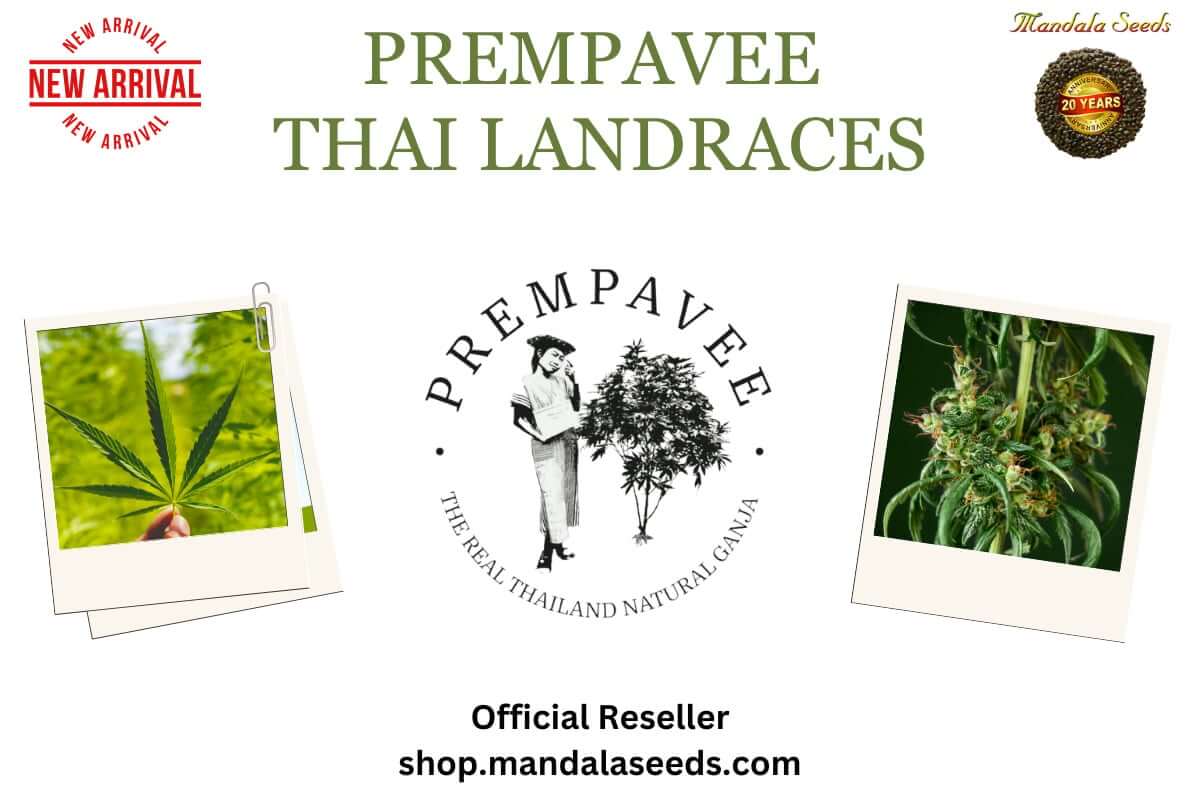 Prempavee Thai Landrace Seeds: Real Natural Ganja – Mandala Seeds Shop