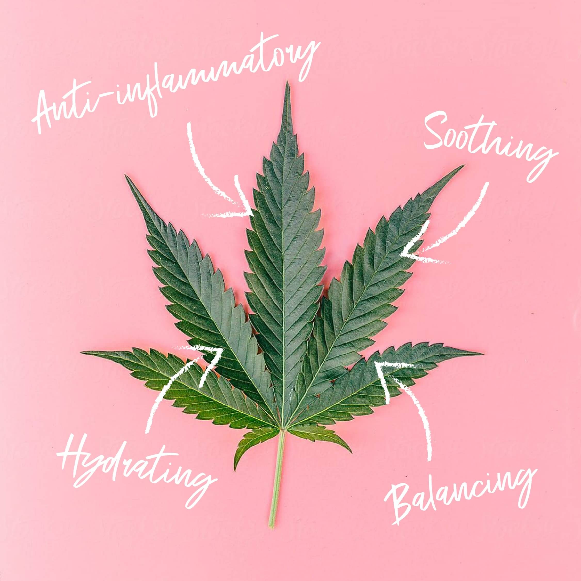 Does Hemp Seed Oil Get You High Scientia Beauty Does Hemp Seed Oil Get You High Scientia Beauty