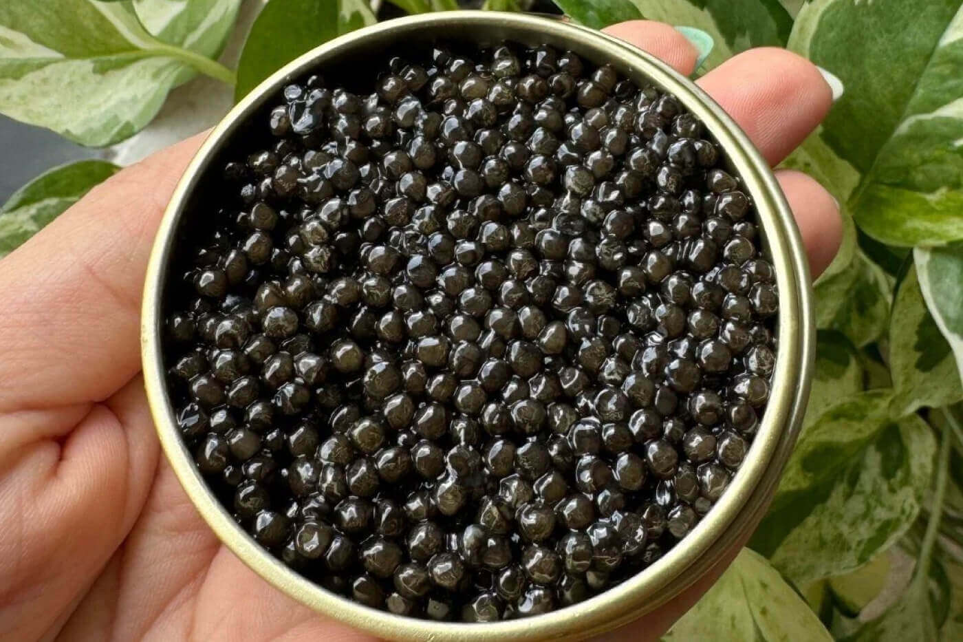 Caviar and Veganism: Plant-Based Alternatives and Innovations – Caviar ...