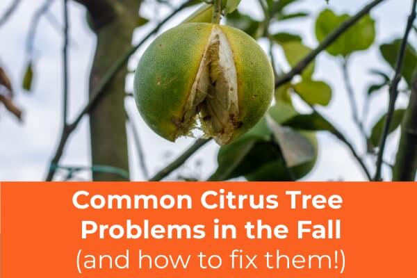 Common Citrus Tree Problems in the Fall