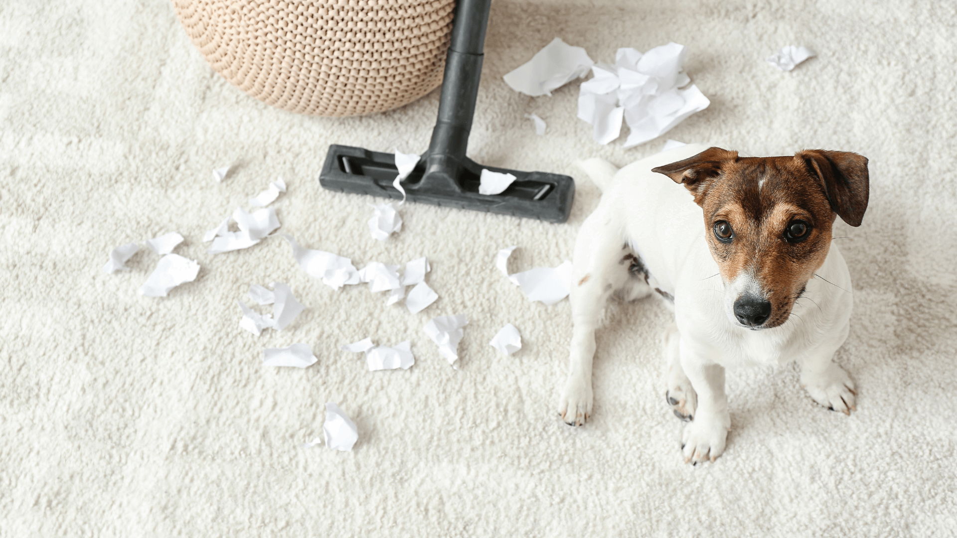 Why Your Toy Dog Acts Out—And What Actually Helps | Wiggle Kingdom