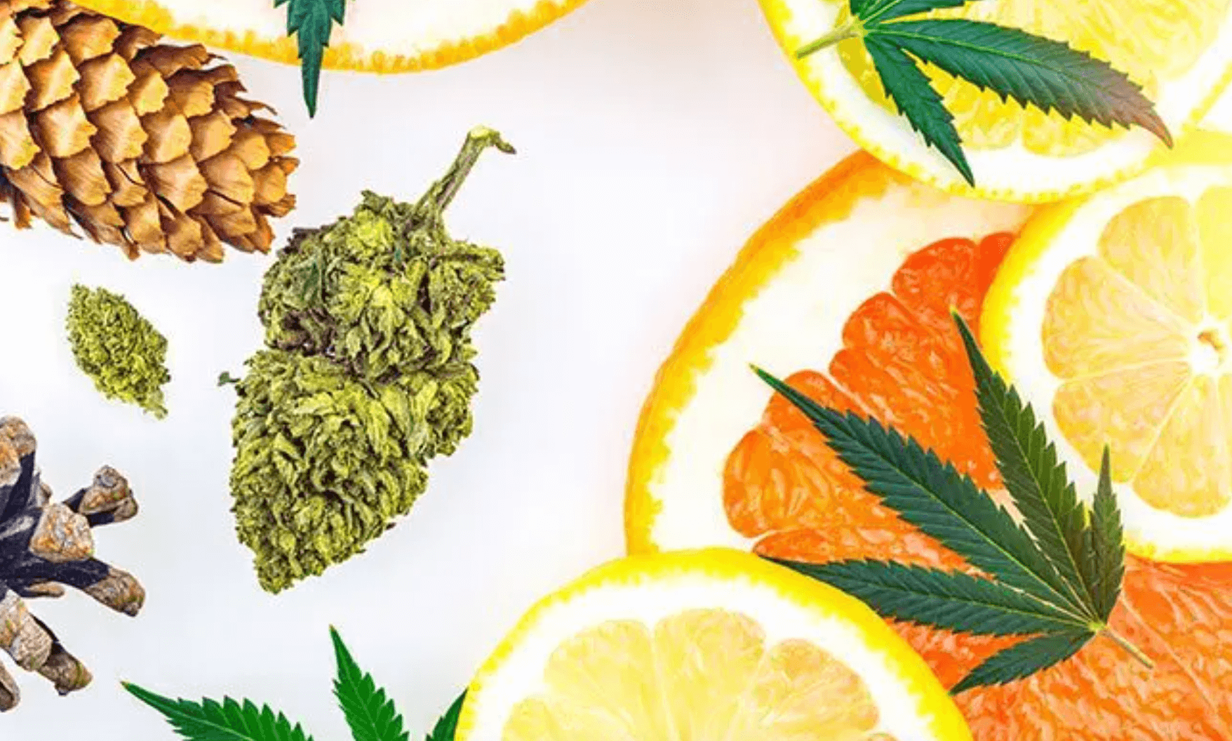 What Are Terpenes? Why They Matter for Calm & Sleep | ORGANIC GREEN ROOTS