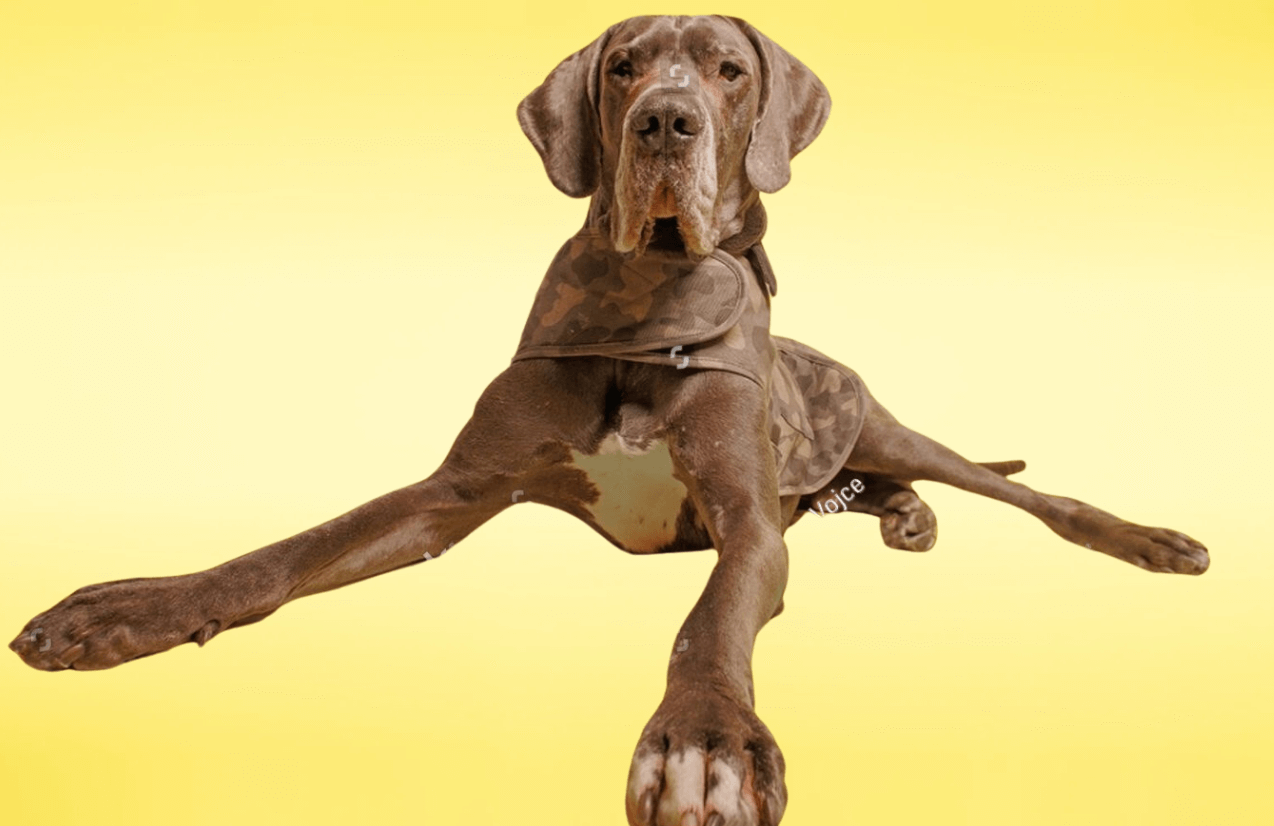 Dark Brown Great Dane Great Dane Dog Breed Information