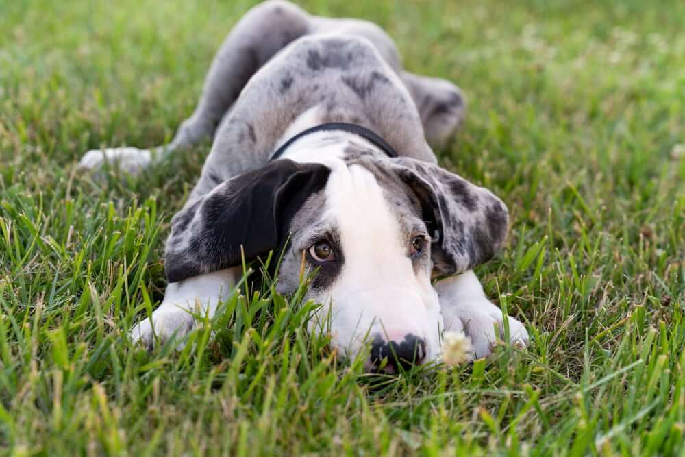 White Merlequin Great Dane