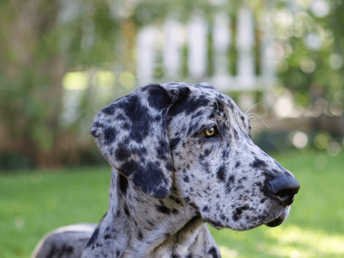 Blue Merle Great Danes