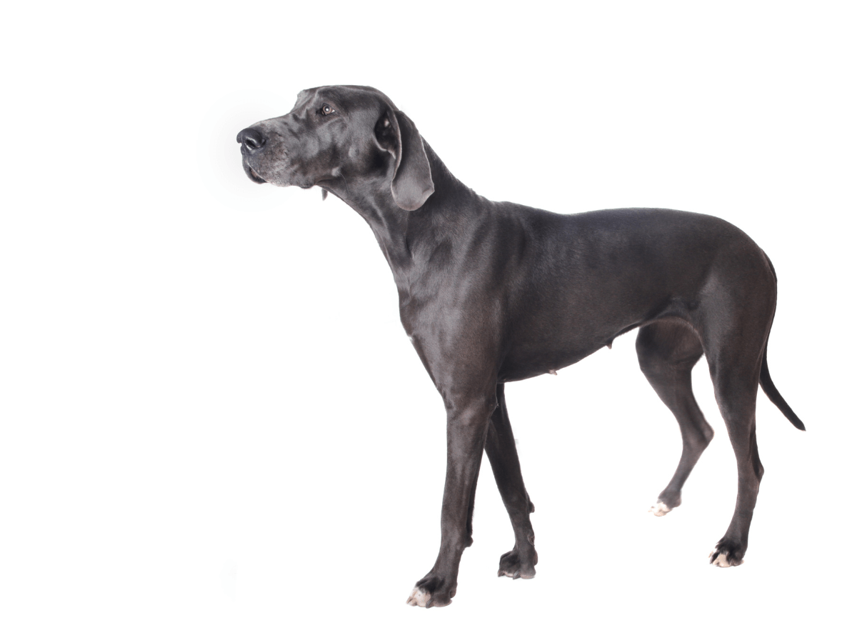 Great Dane: Gentle Giant & Space Requirements