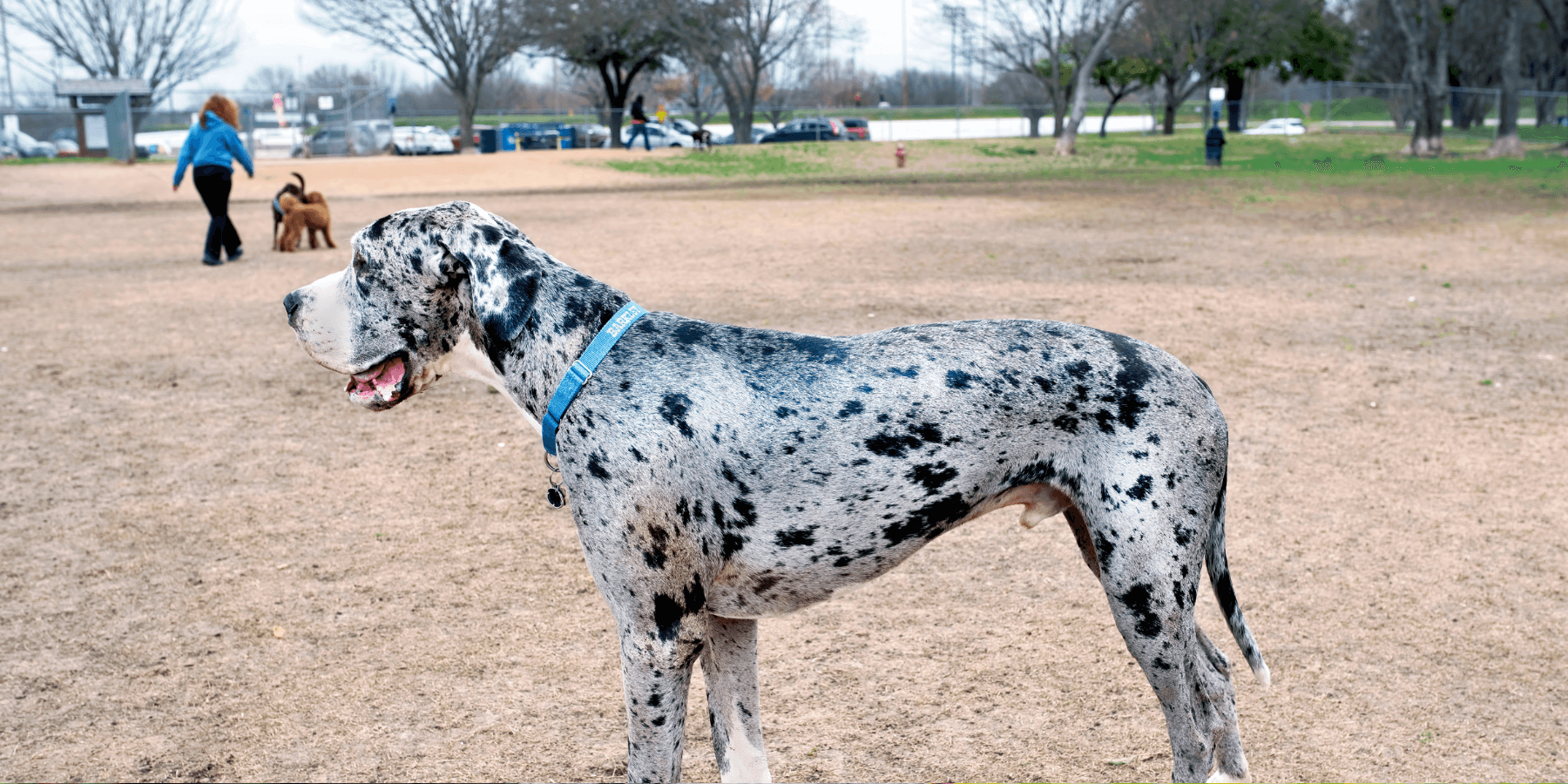Full Grown Blue Merle Great Dane Side View Portrait Of Blue Merle
