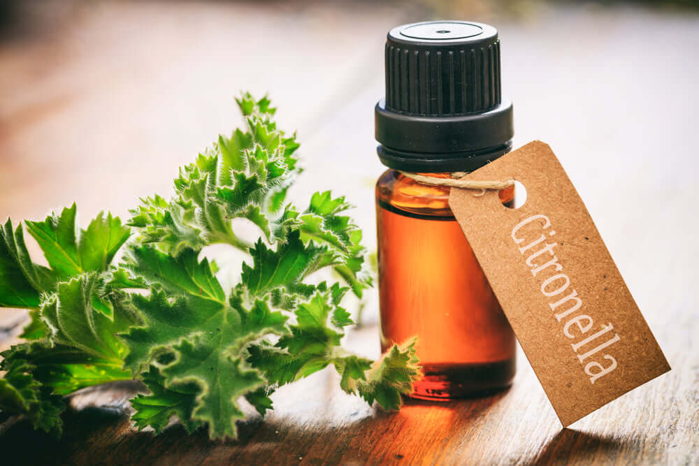Citronella Essential Oil: Guide and How-To – Be Vivid You