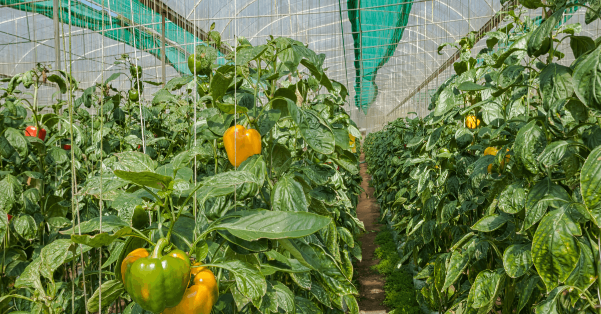 Capsicum Farming In Kenya Cultivation For Beginers Tukocoke