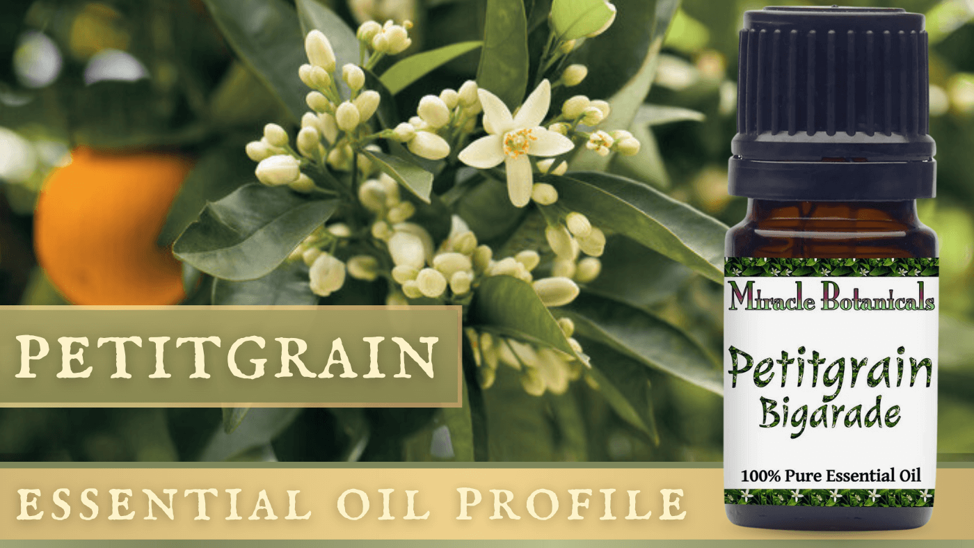 Petitgrain Essential Oil | Miracle Botanicals Blog