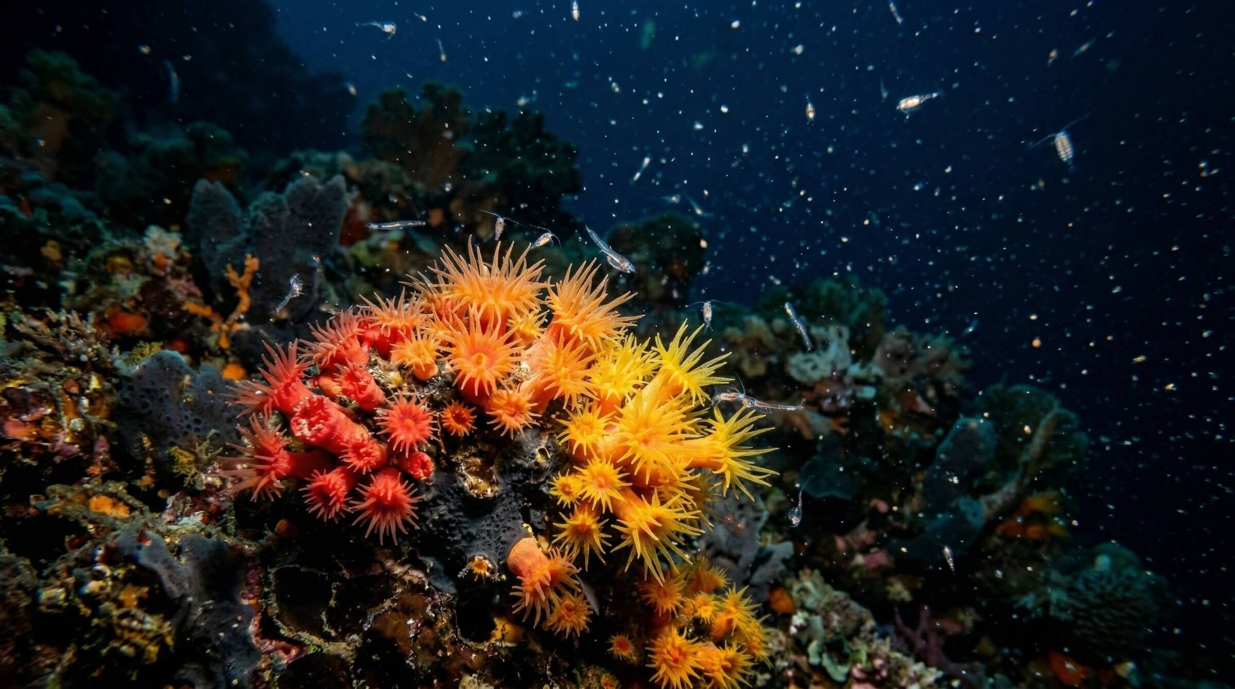 What Do Corals Eat? Complete Coral Feeding Guide | Reefphyto
