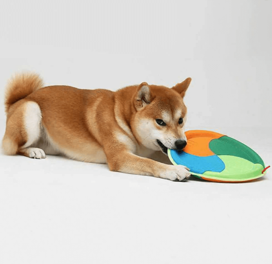 Gear Up for Rainy Adventures with the Wanderpaw Rainy Pack | Keep Your ...