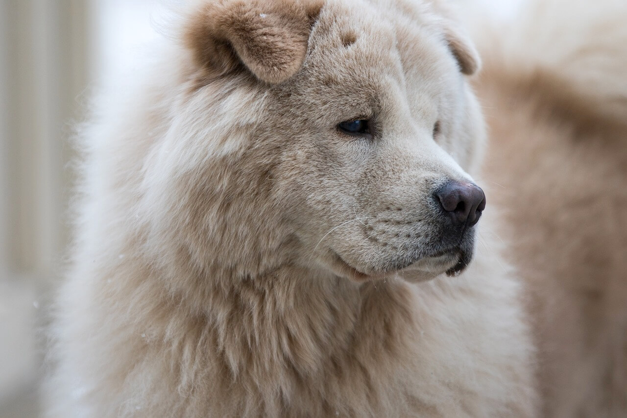 Chow Chow Information and Characteristics