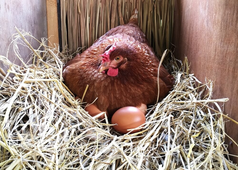 How do Chickens Make Eggs: A Guide for Backyard Owners