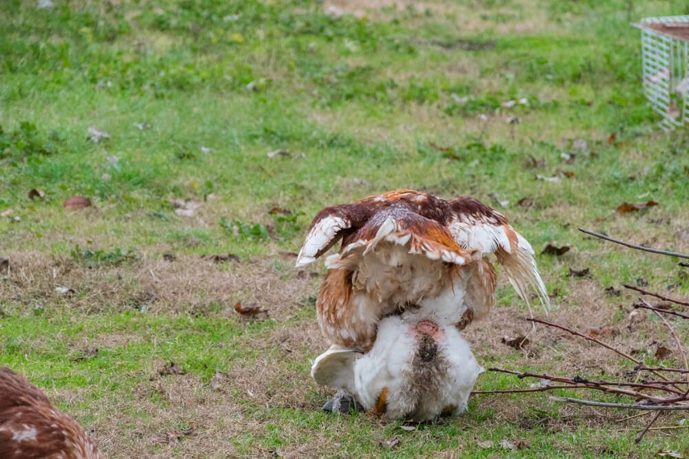 How Do Chickens Mate? A Guide for Backyard Chicken Owners