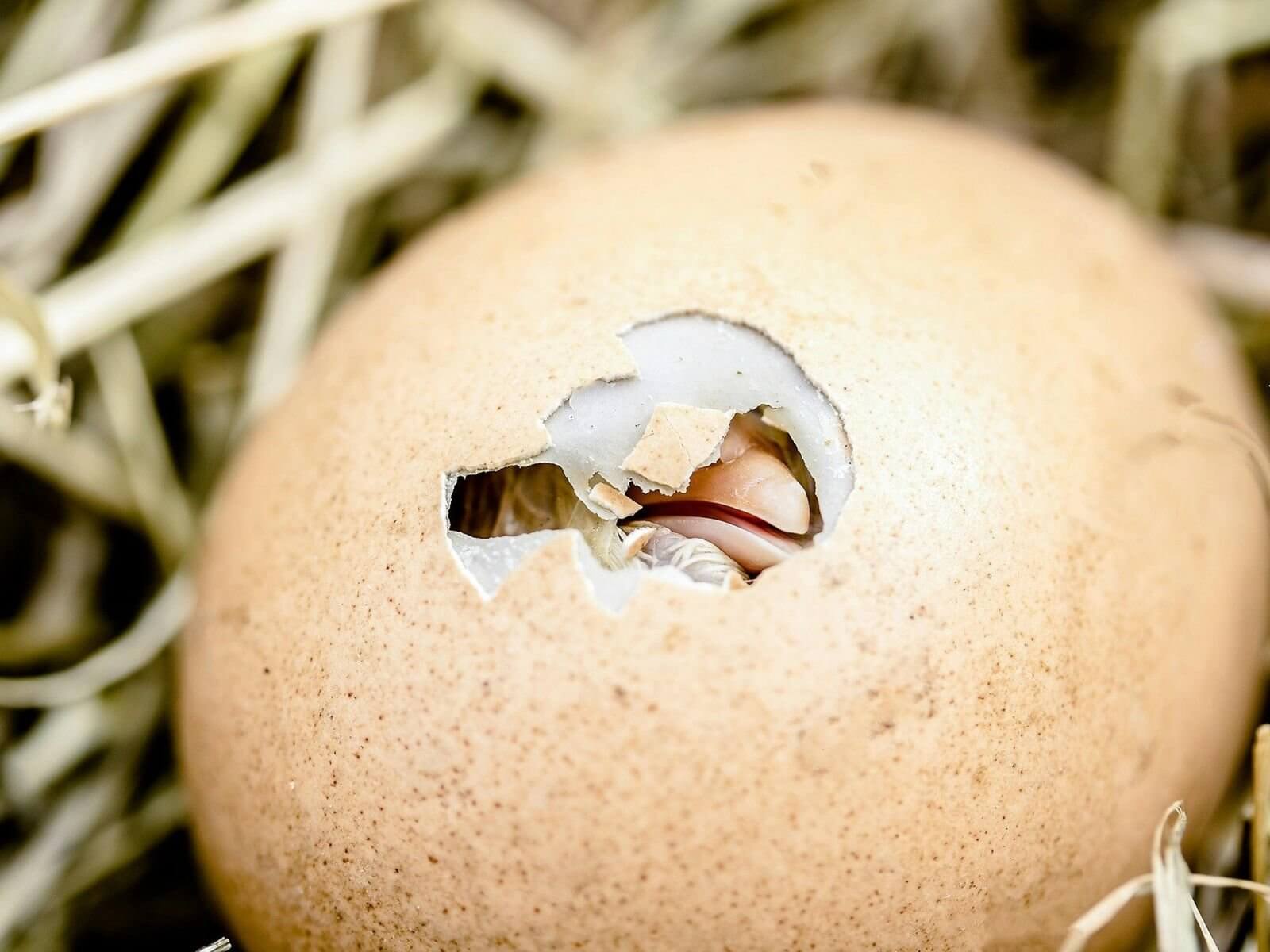 Incubator vs Broody Hen: Which Is Best for Hatching Eggs?