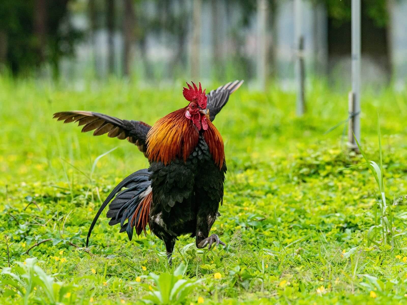 Can Chickens Fly? The Truth About Your Backyard Flock