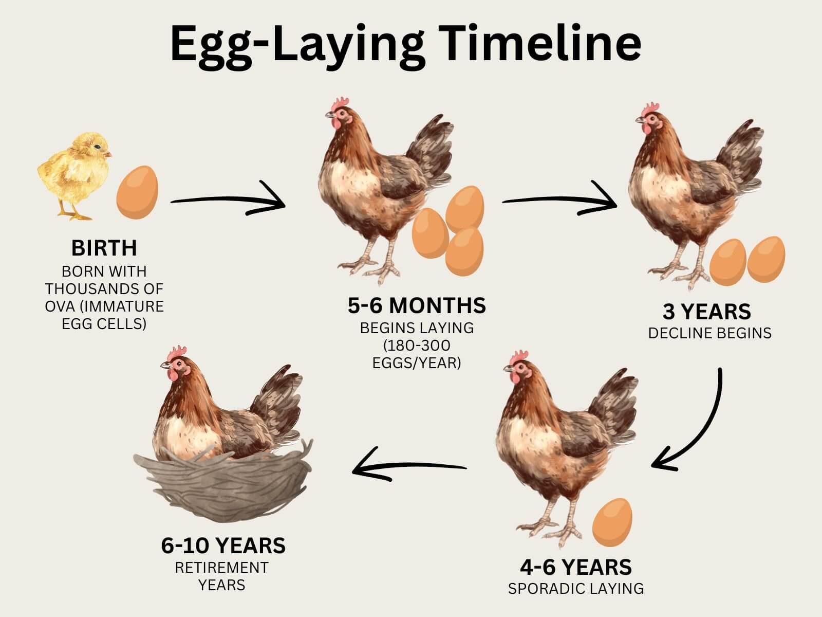 How Long Do Chickens Lay Eggs?