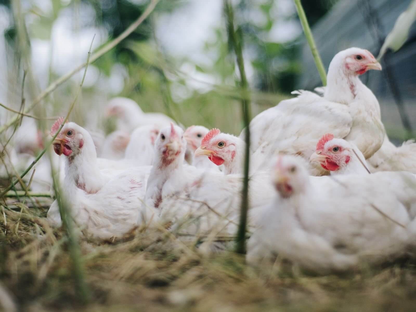 Top 5 Meat Birds for Your Homestead or Backyard Flock