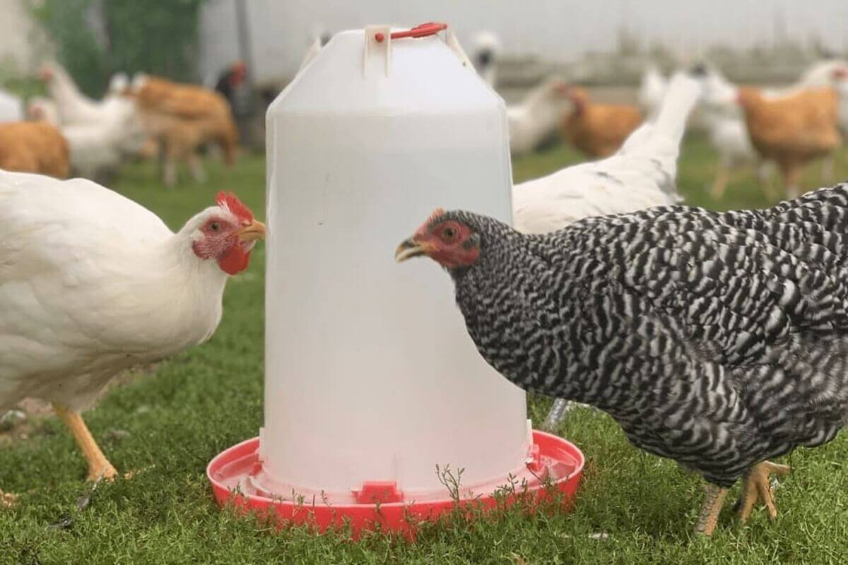 Ultimate Guide to Chicken Dewormer: Ensuring a Healthy Flock