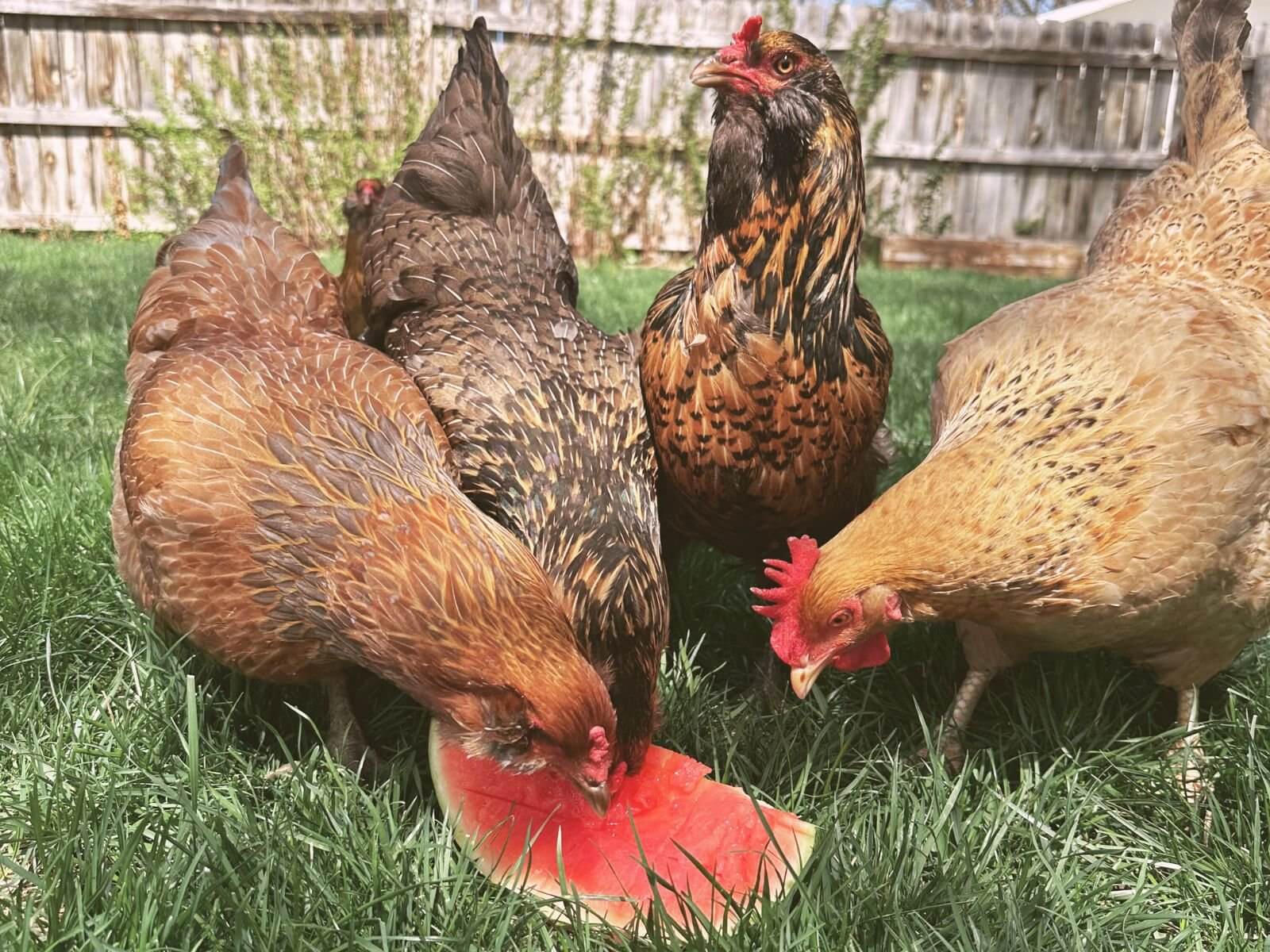 The Best (and Worst) Treats for Chickens