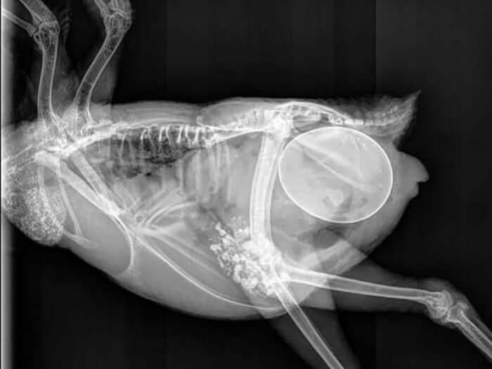 Egg Bound Chicken: Signs, Causes, and What to Do