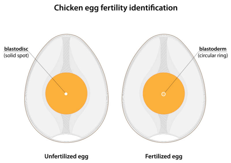 How Do Chickens Mate? A Guide for Backyard Chicken Owners