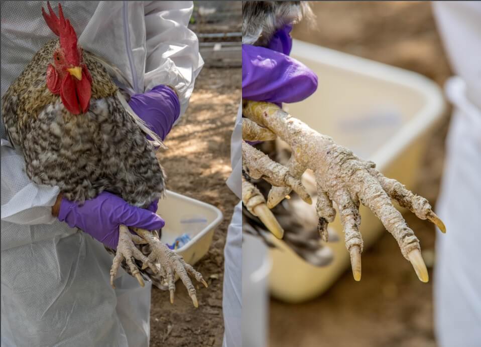 Preventing & Treating Chicken Mites in Your Flock