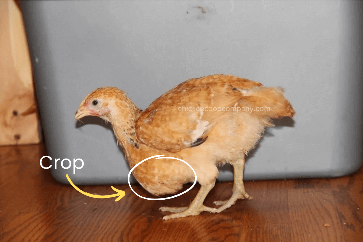 How to Prevent & Treat Sour Crop in Chickens