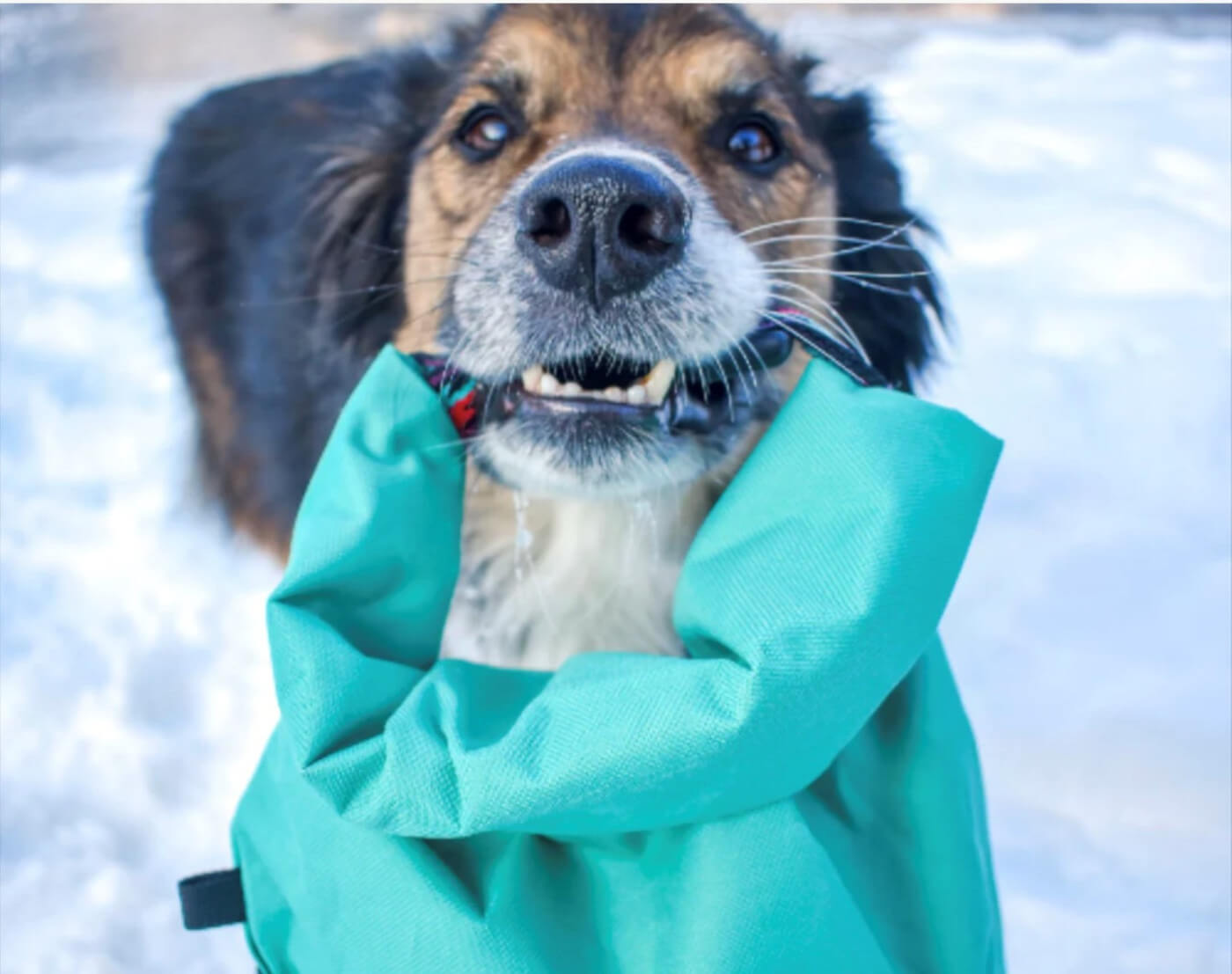 Travel Gifts For Dog Lovers Or The Dogs In Your Life Travel Goods