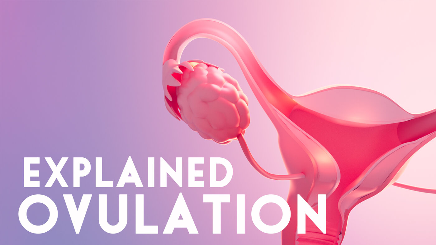 Ovulation Explained Determine Your Most Fertile Days PREGMATE Ovulation Explained Determine Your Most Fertile Days PREGMATE