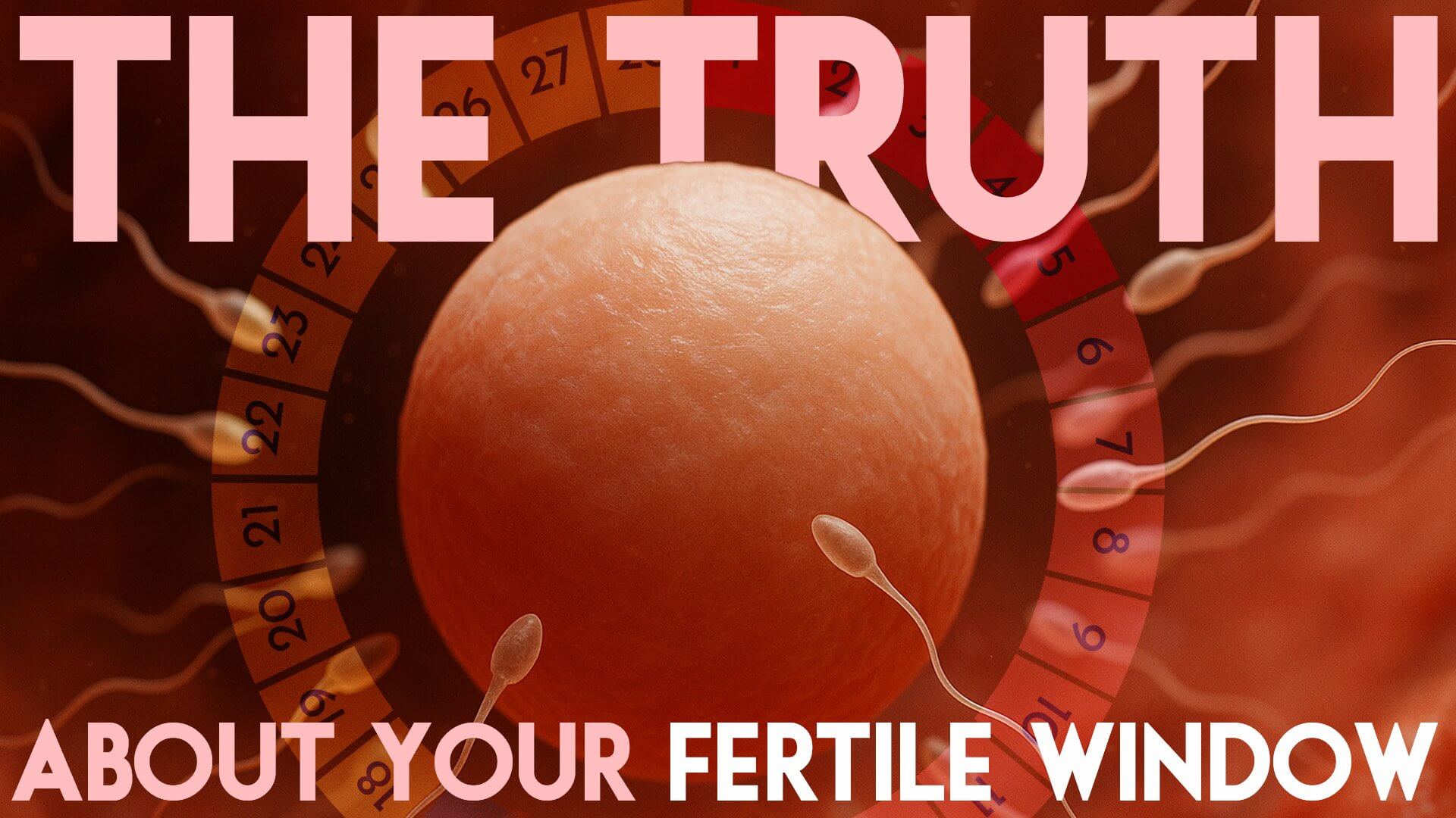 Fertile Window Explained: Timing Tips for TTC Success – PREGMATE