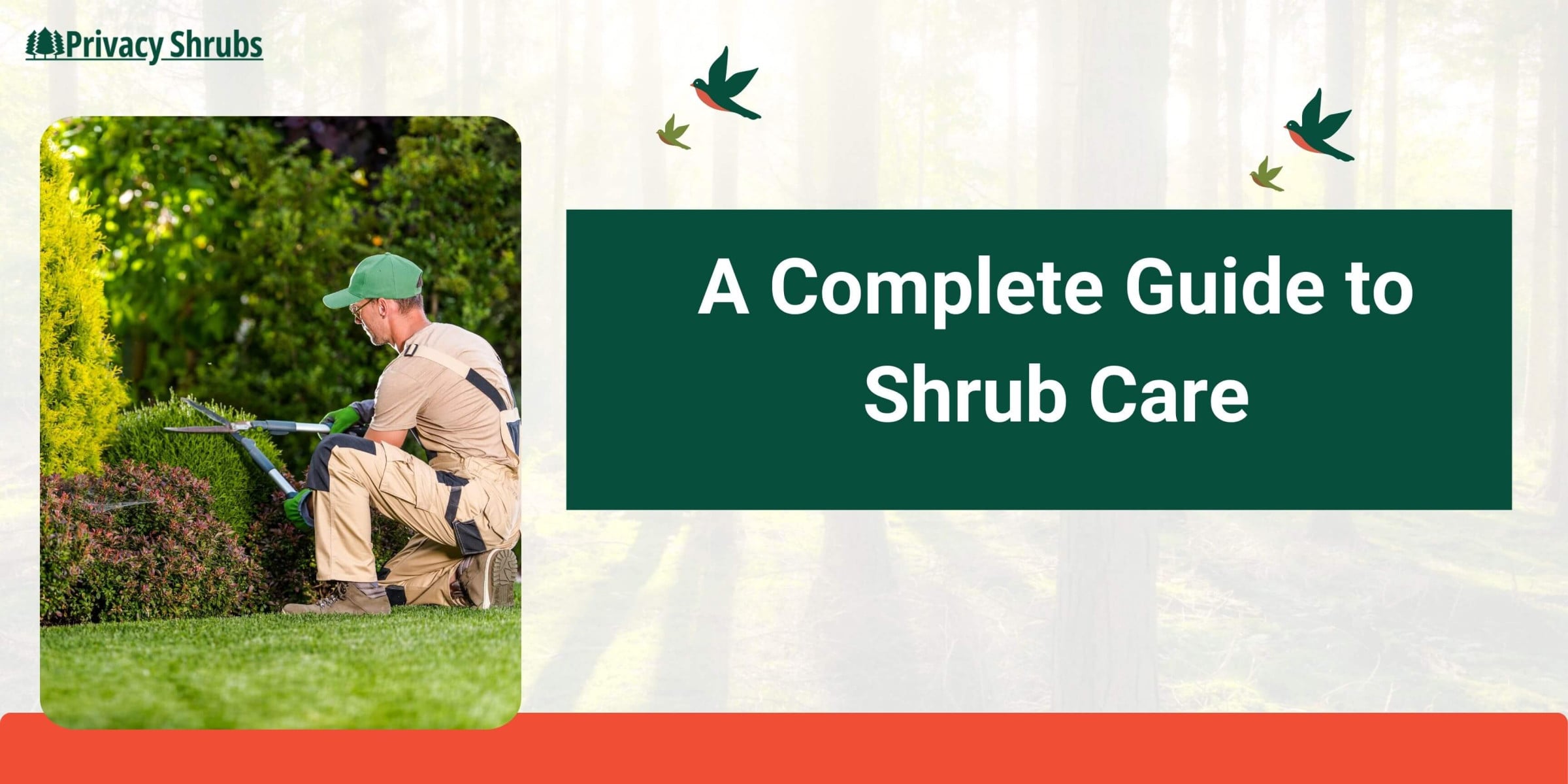 A Complete Guide to Poplar Trees: Care, Planting, Watering and ...