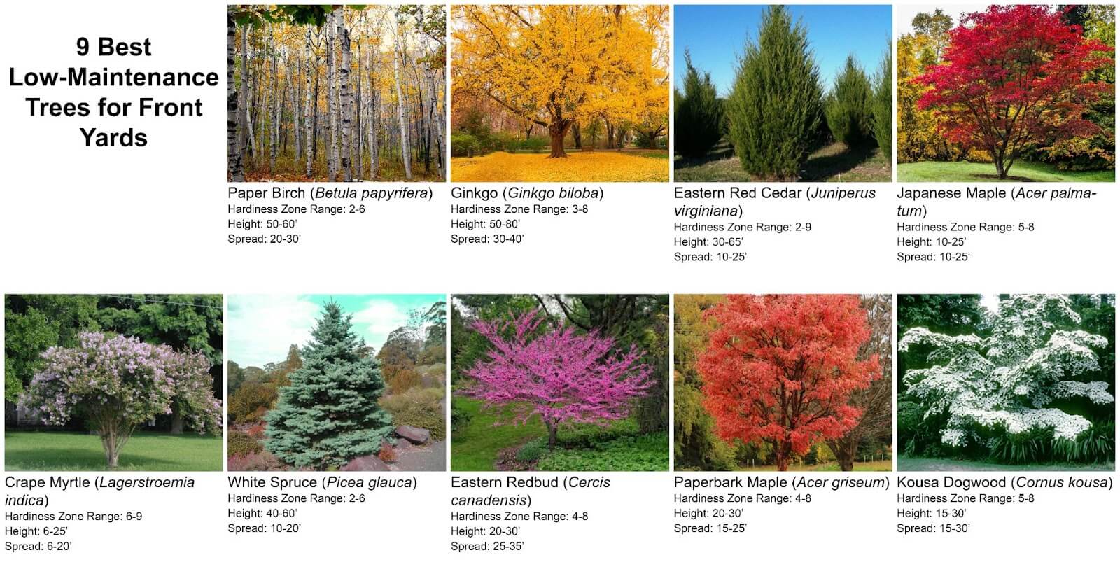 9 Best Low-Maintenance Trees for Front Yards — PrivacyShrubs.com