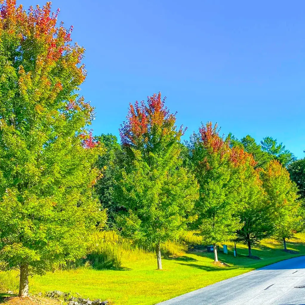 Sugar Maple Tree Urban Trees Sugar Maple YouTube