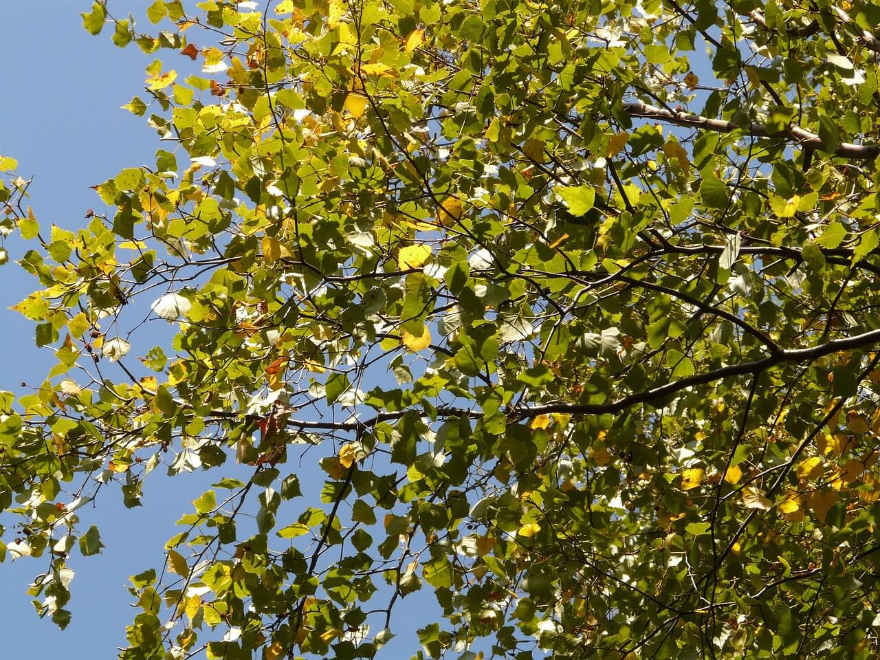 A Complete Guide to Poplar Trees: Care, Planting, Watering and ...