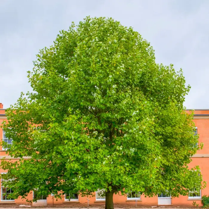 Poplar Tree Identification Bolleana Poplar Populus Alba Tree
