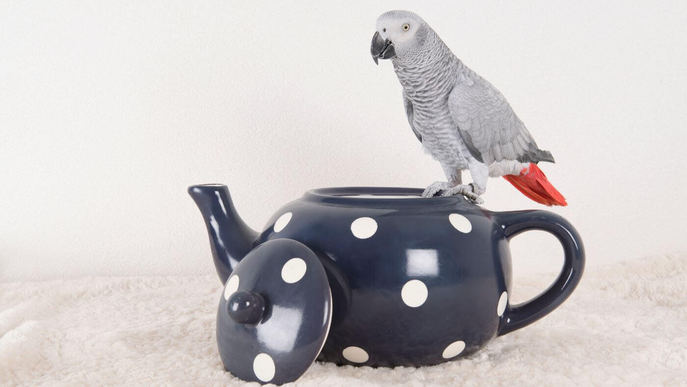 7 Tips for Keeping a Scared Parrot Calm During Fireworks