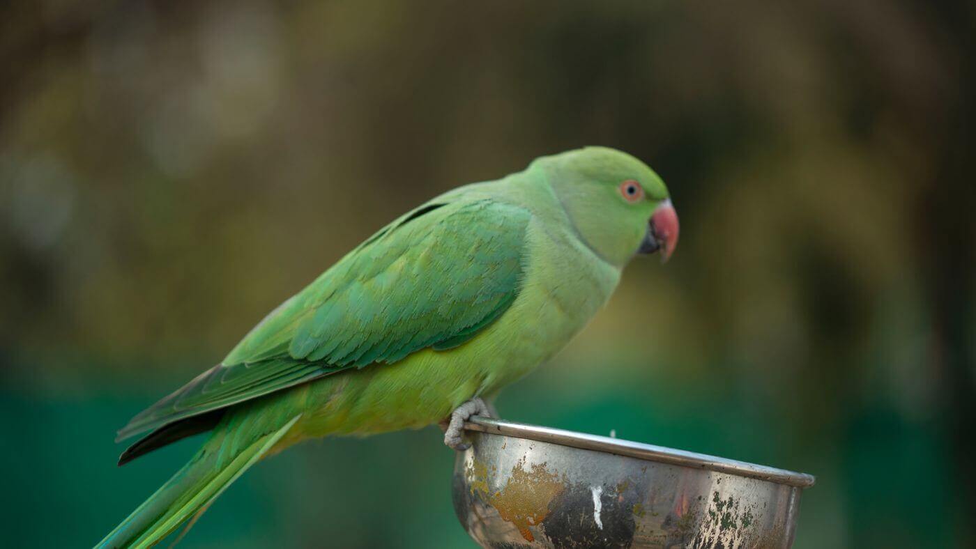 8 Ways to Introduce a Parrot to New Food