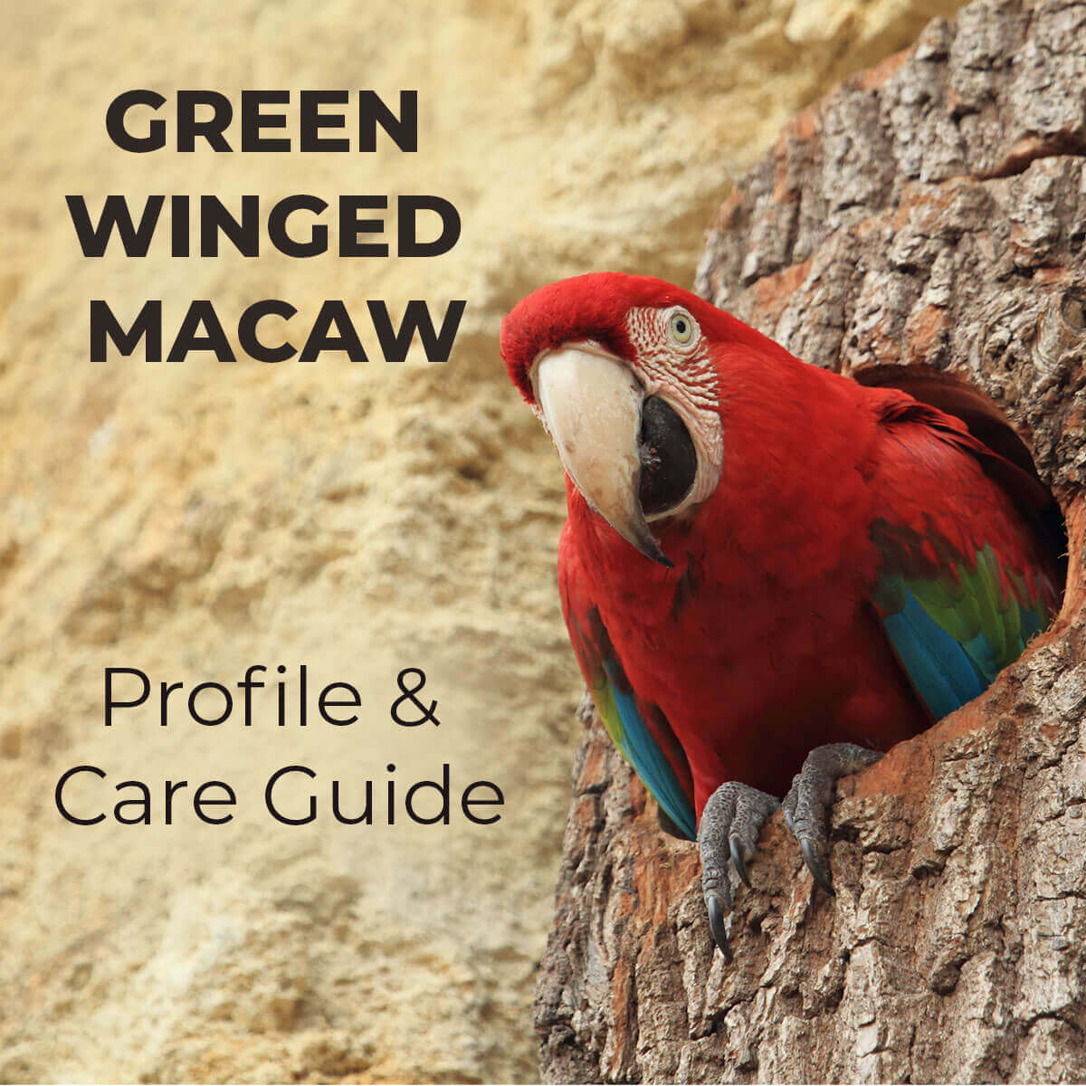 Green Wing Macaw Central Florida Zoo & Botanical Gardens Green Winged