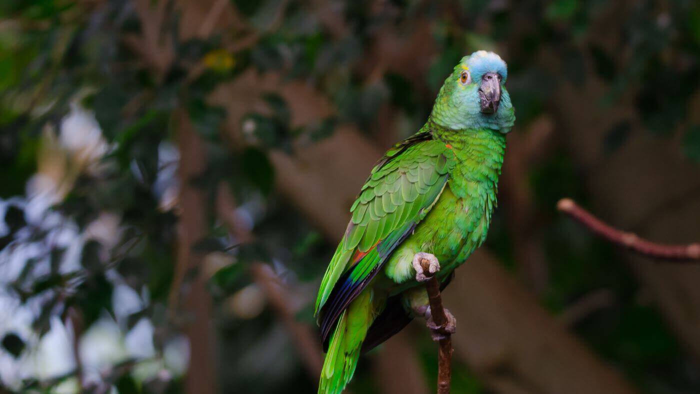 Blue-Fronted Amazon Profile & Care Guide