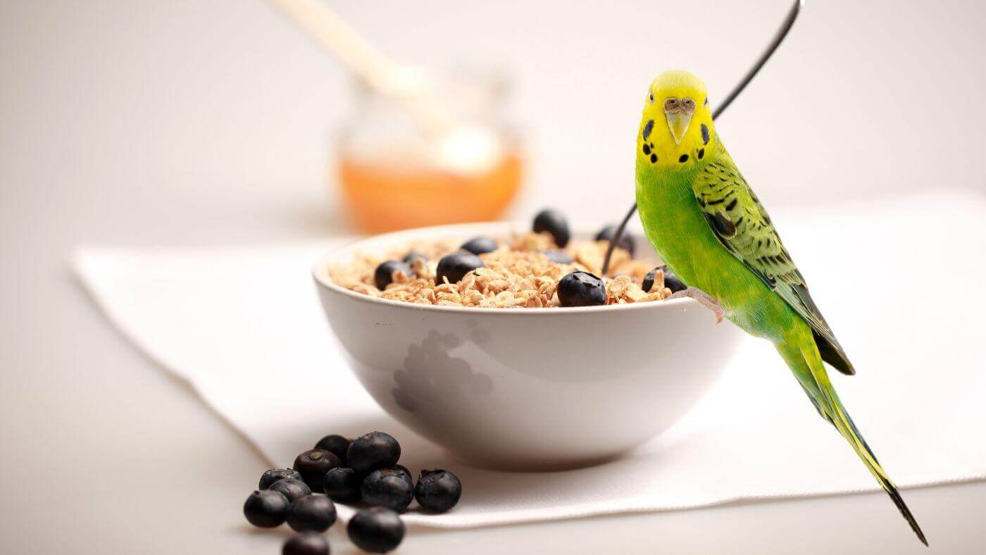 Can Parrots Eat Cereal? - Parrot Essentials