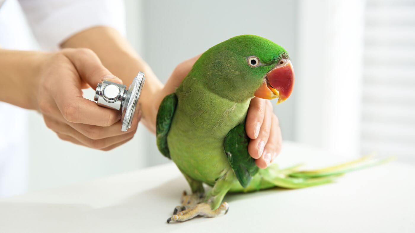 Endell Veterinary Group Avian Vet by Parrot Essentials