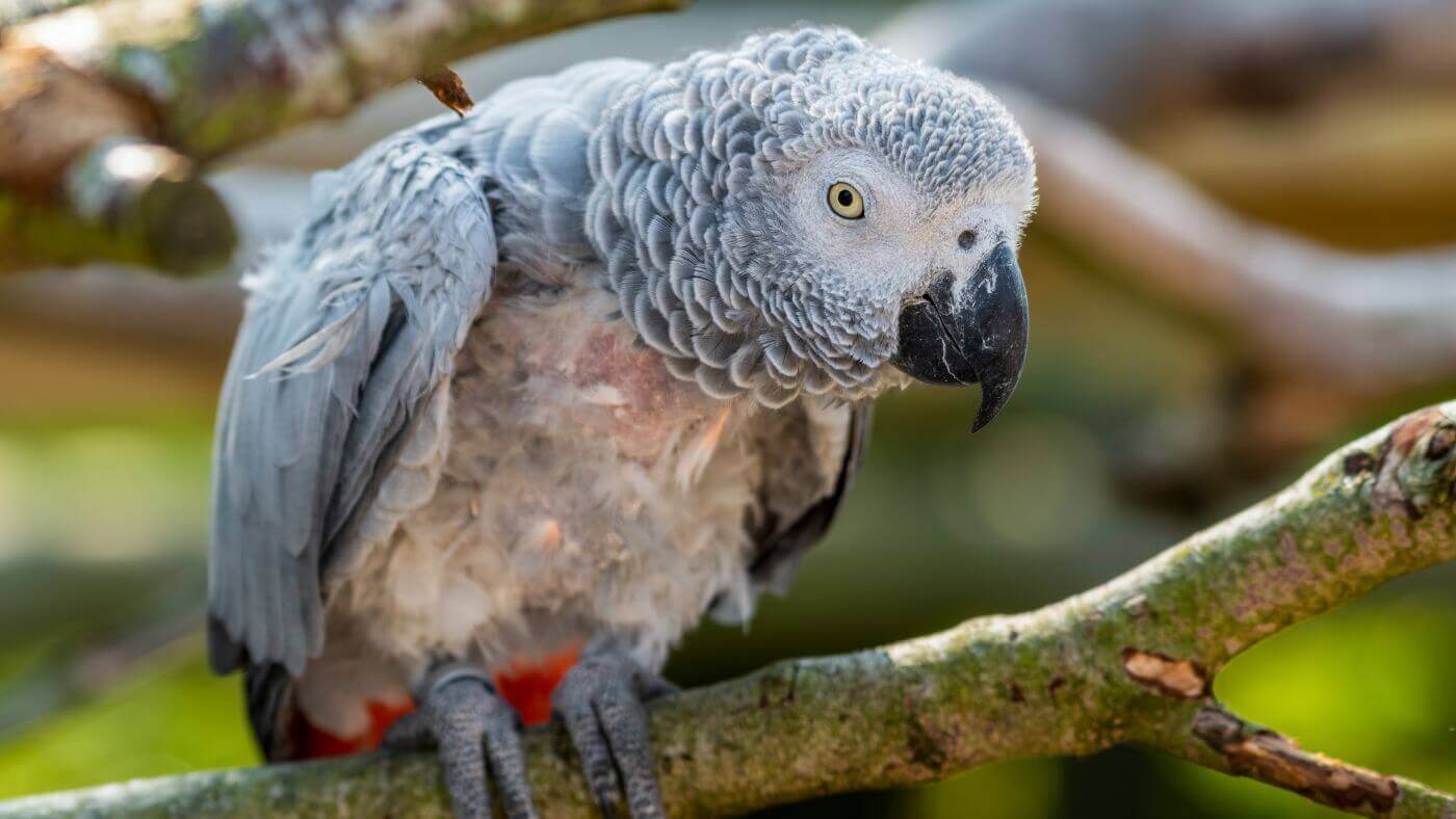 Feather Plucking In Parrots - Causes & What To Do