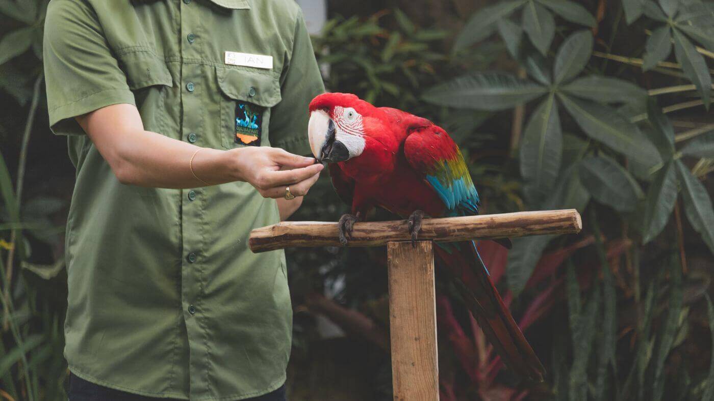 Parrot Aggression - Explanations and Solutions