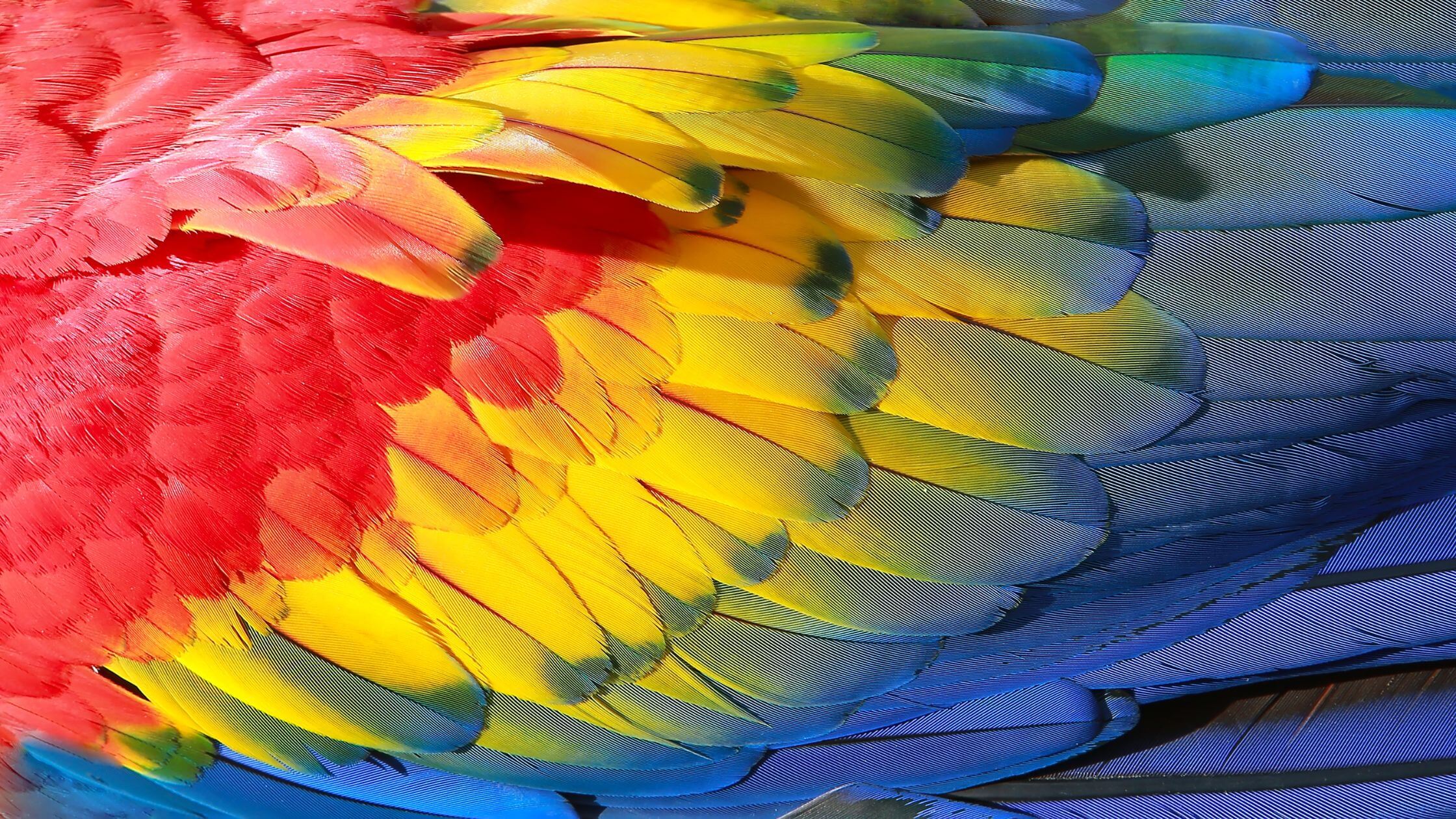 Parrot Grooming - Parrot Care Tips for Vibrant Plumage