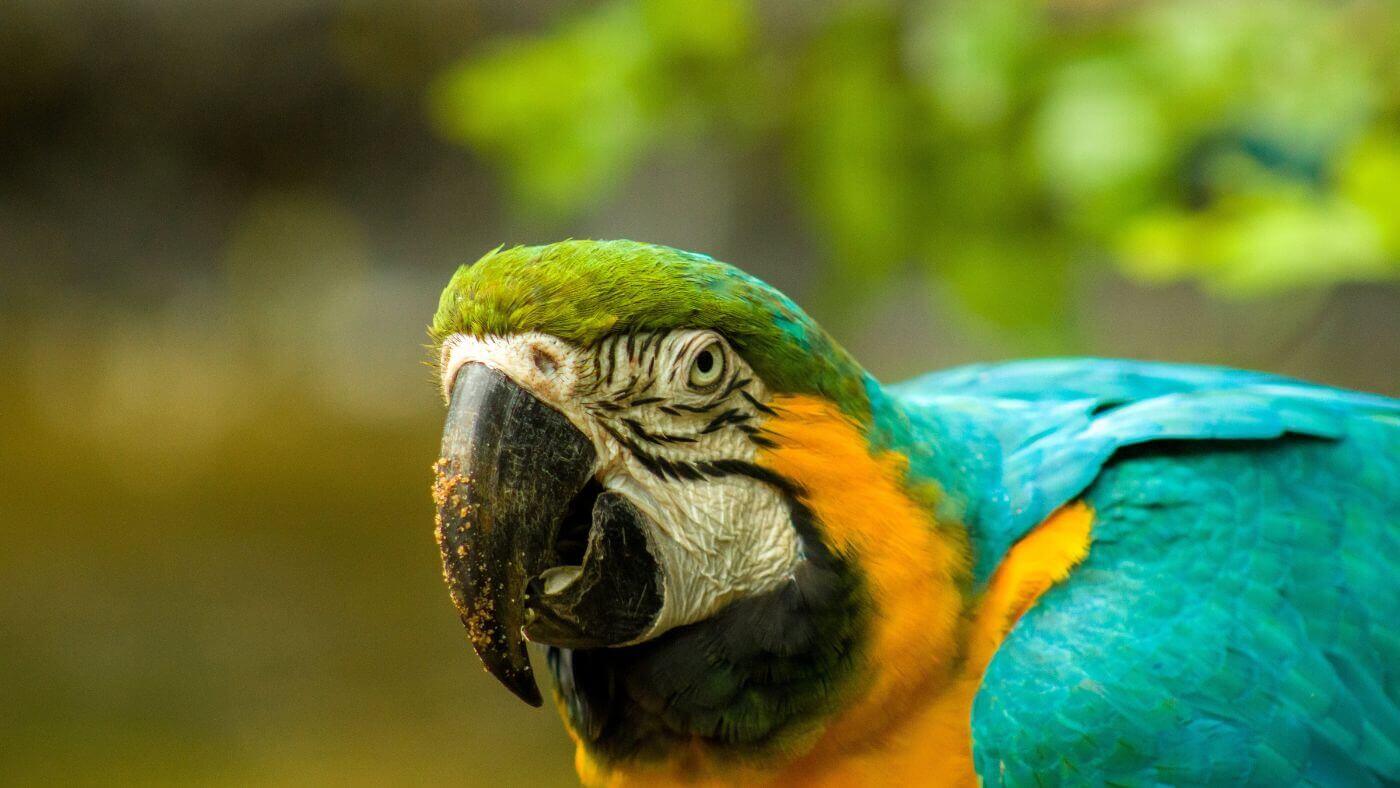 Stressed Parrot - Causes & Solutions